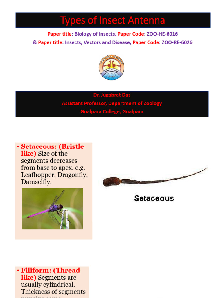 Insect Antenna Types Explained | PDF