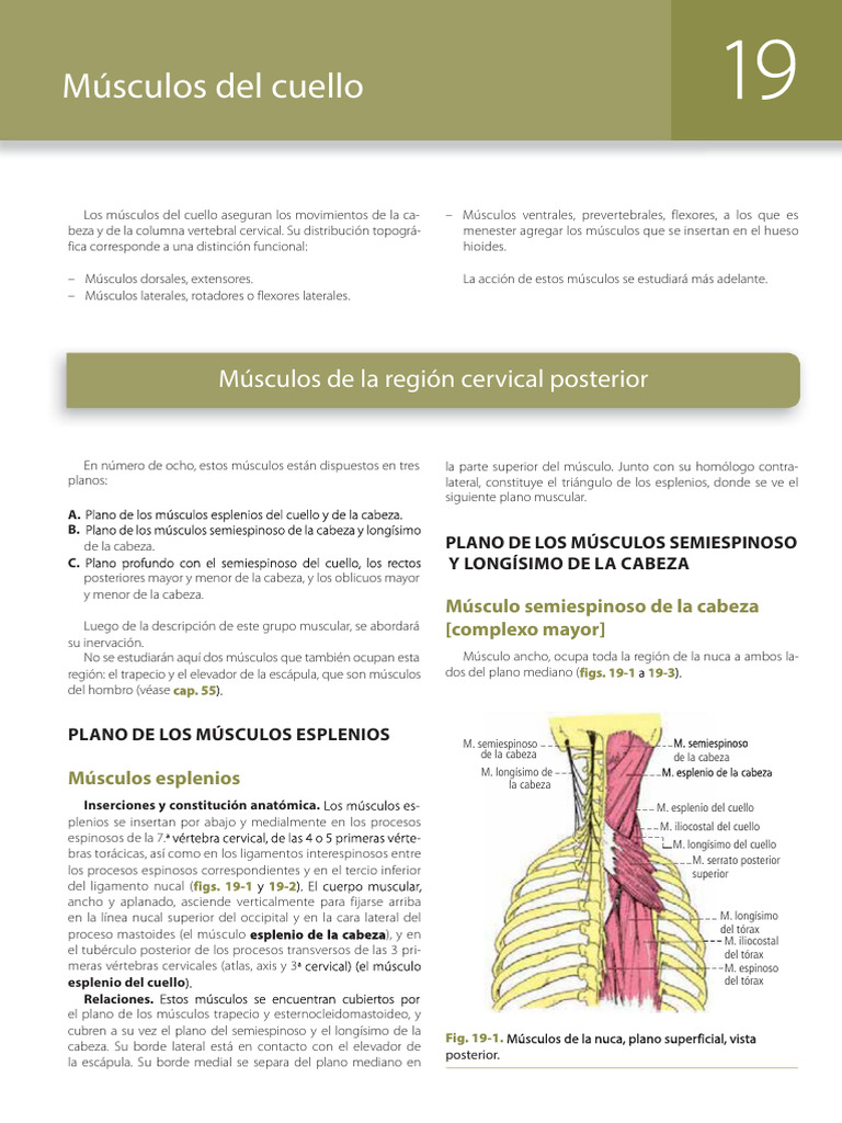 Músculos del cuello: anatomía y funciones | PDF | Vértebra | Cabeza y ...