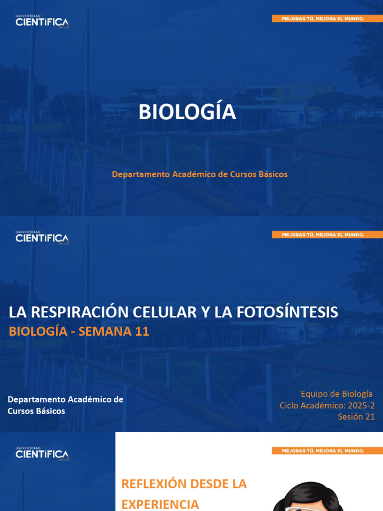 Respiración Celular y Fotosíntesis Explicadas | PDF | Respiración ...