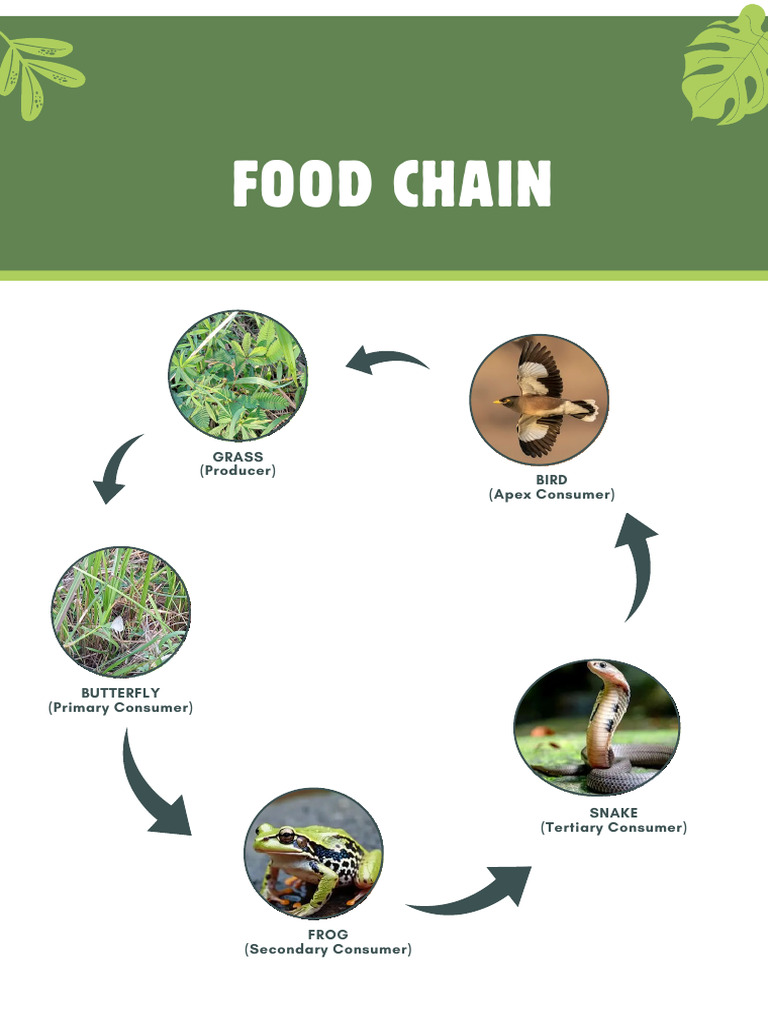 Food Chain Student Poster Project in Earthy Modern Style | PDF