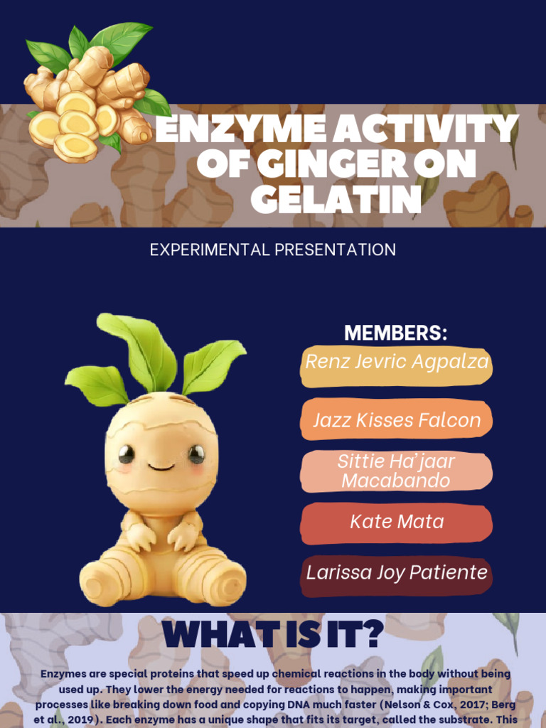 Ginger's Zingibain Effect on Gelatin | PDF | Enzyme | Gelatin