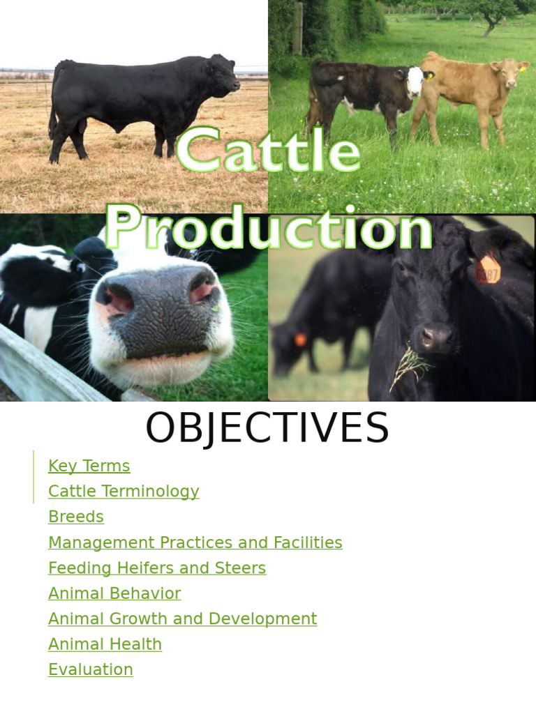 Large Ruminant Production | PDF | Cattle | Dairy Cattle