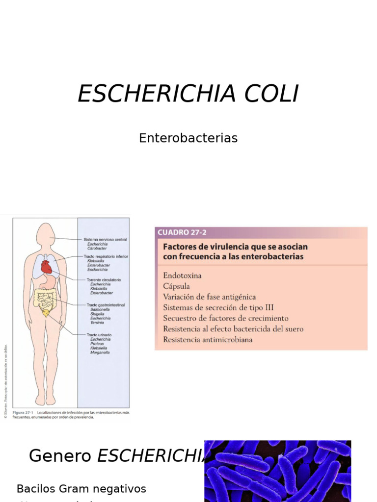 ESCHERICHIA COLI | PDF | Escherichia coli | Diarrea
