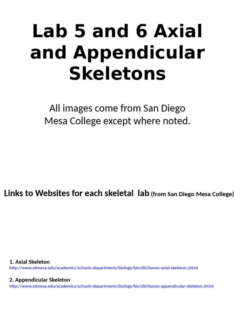 LABS 6 and 7 Lab on Human Skeleton1 | PDF | Skeleton | Skeletal System
