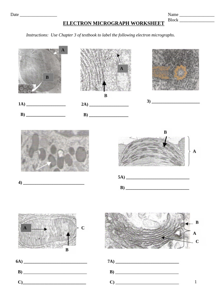 Electron Micrograph Worksheet | PDF