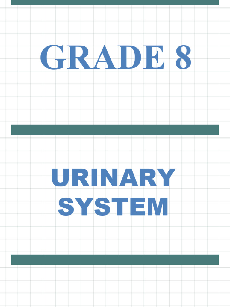 Grade 8 Urinary System Overview | PDF