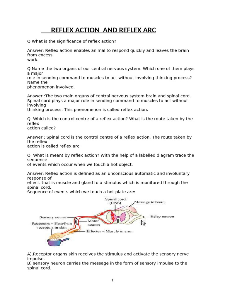 3 Reflex Action | PDF | Nervous System | Nerve