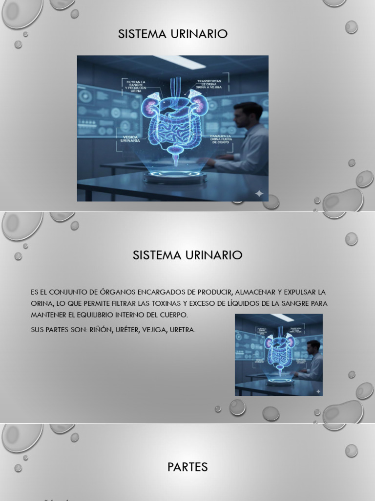 Funciones y Estructura del Sistema Urinario | PDF