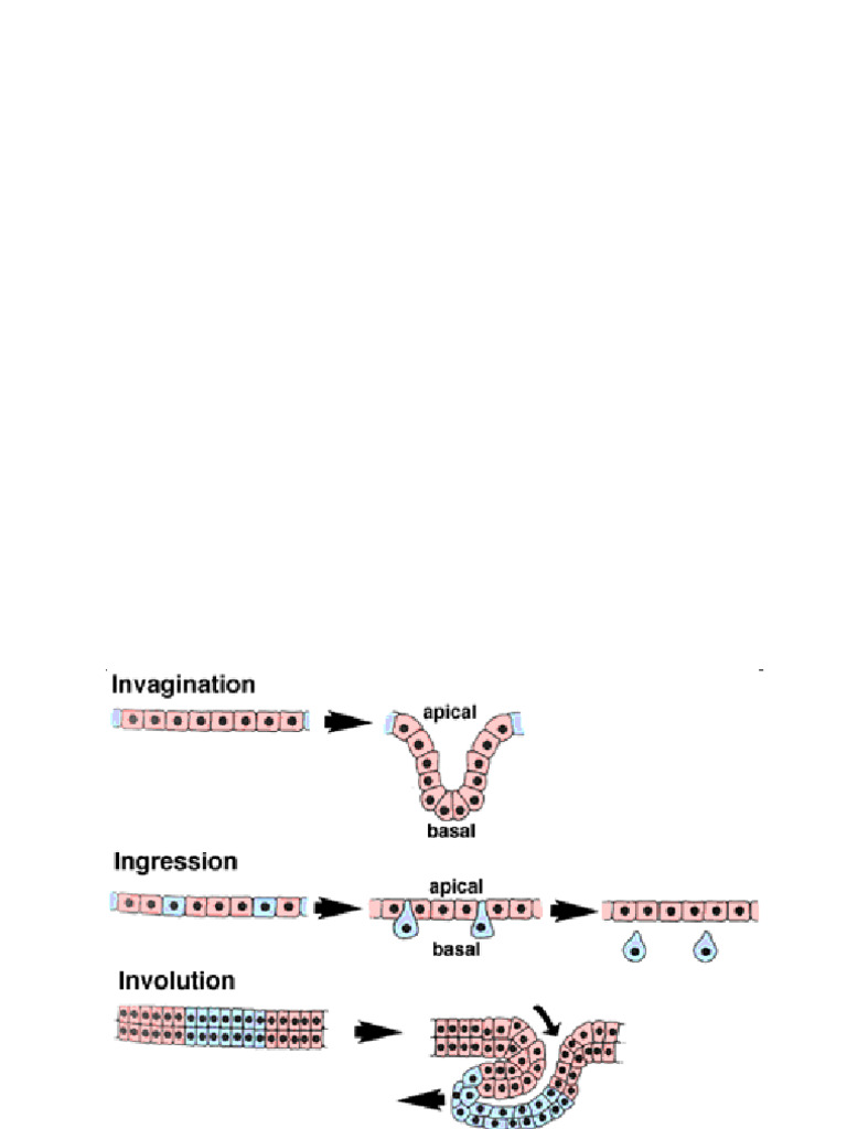 Movement of Cell Gastrulation | PDF | Epithelium | Histology