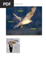 Bird Wing Types and Their Functions | PDF | Birds | Ornithology