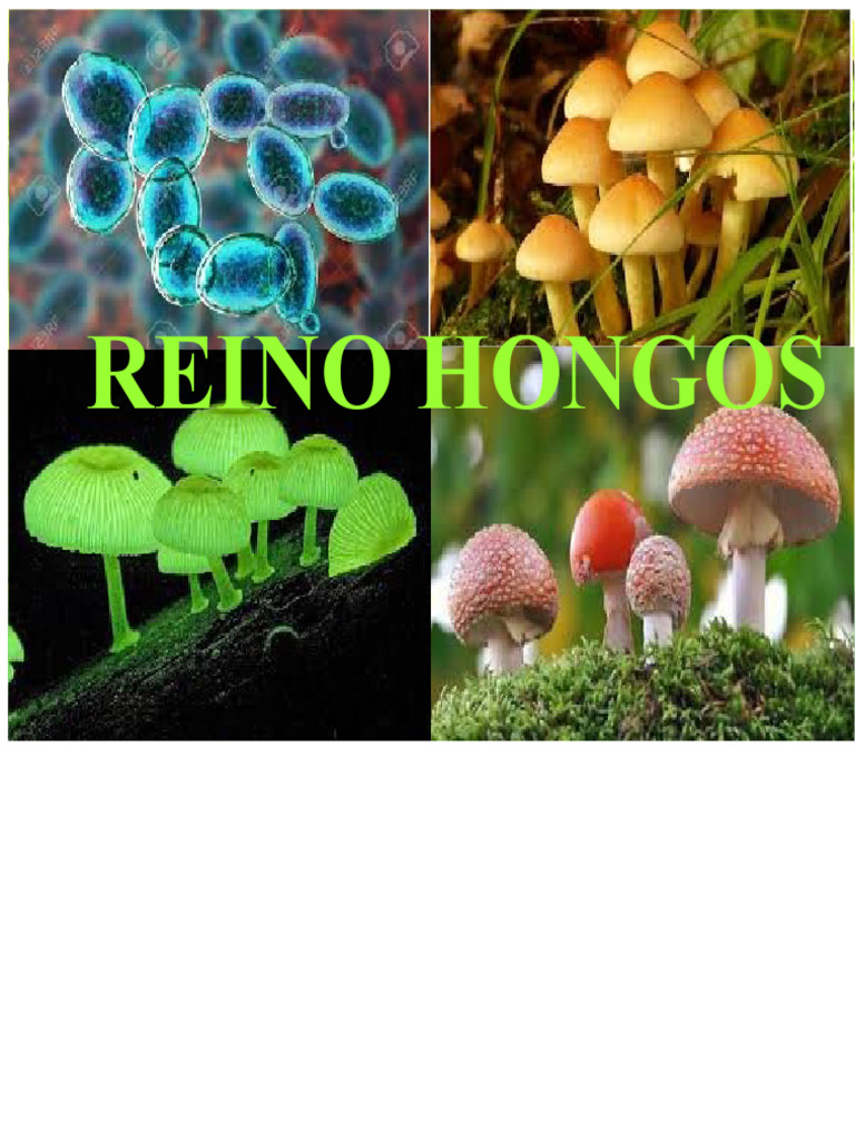 Características y Clasificación de Hongos | PDF | Hongo | Levadura