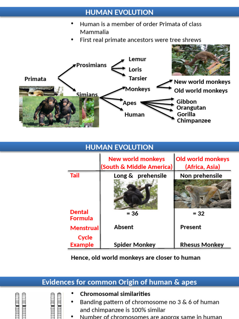 4. Human Evolution | PDF | Homo | Human Evolution
