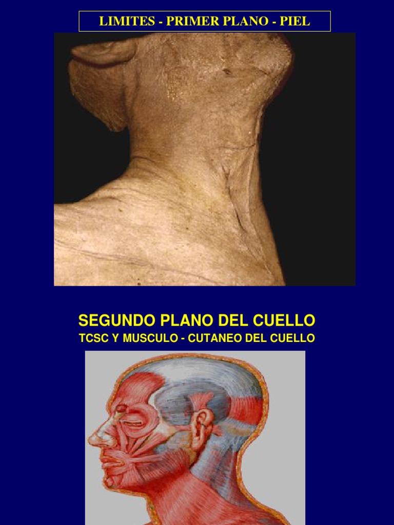 Anatomía regional del cuello: Estructuras superficiales y profundas ...