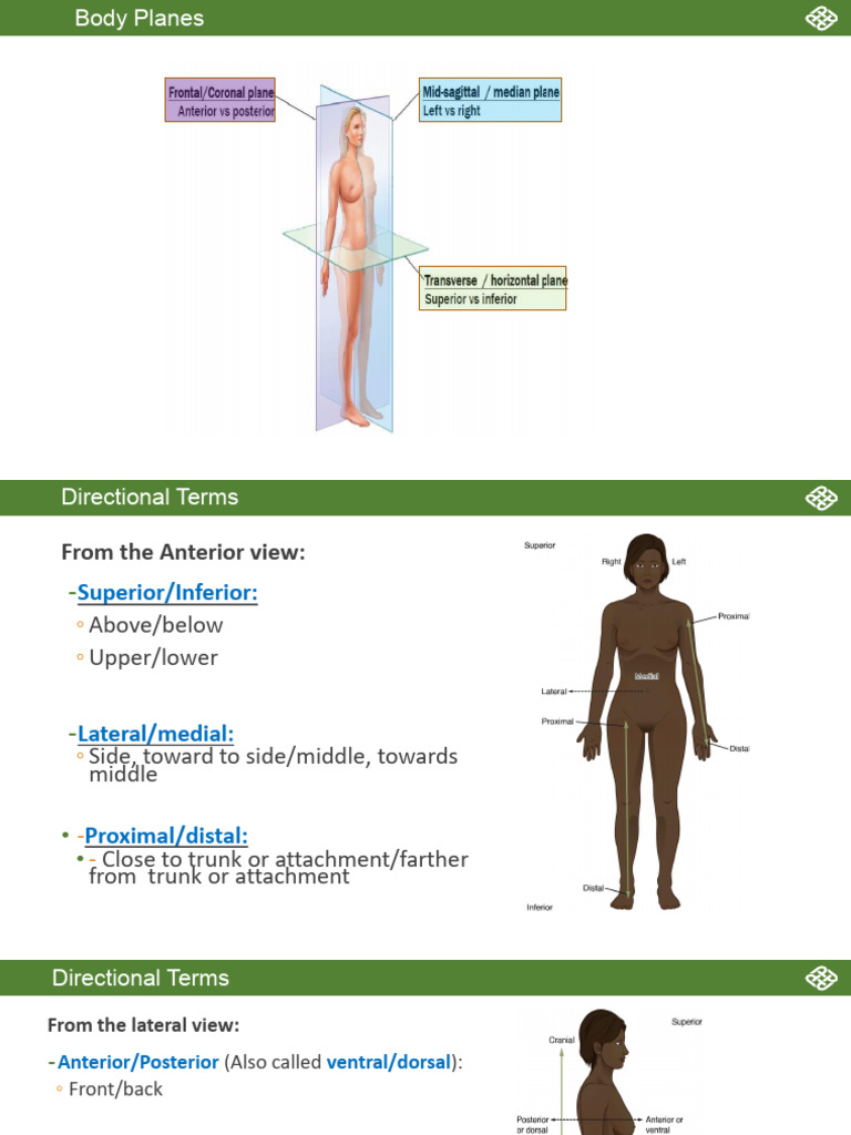 Anatomical Positions | PDF