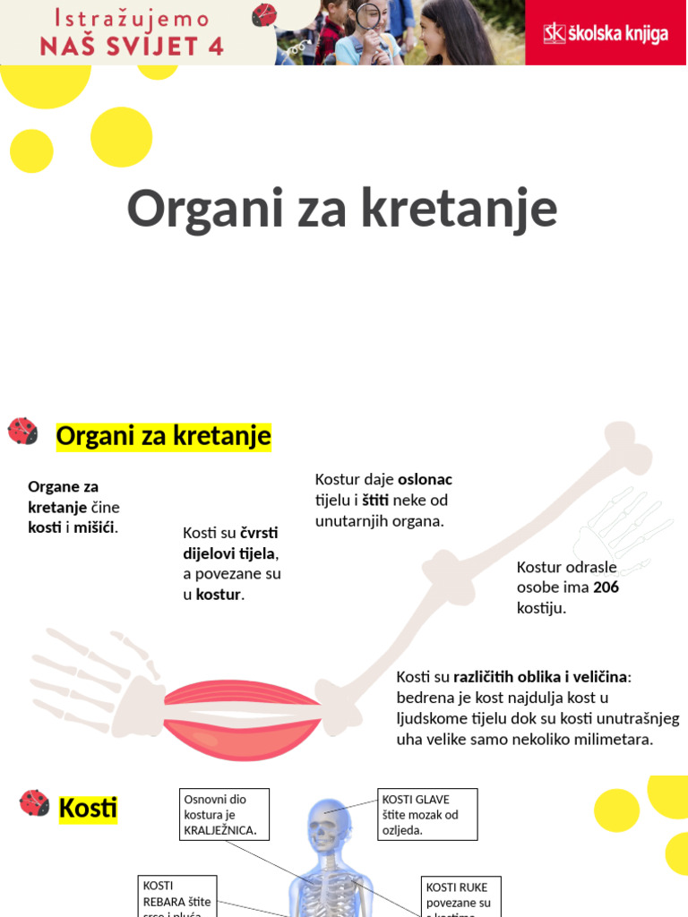 034 - Organi za kretanje | PDF