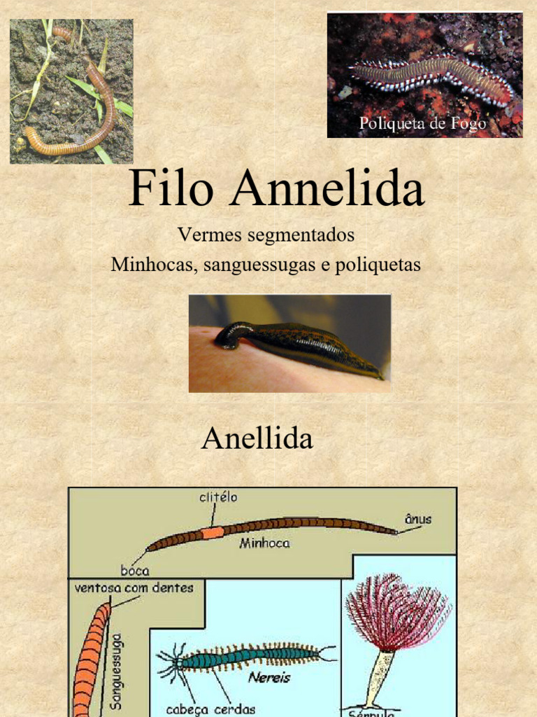 Filo Annelida | PDF | Biologia