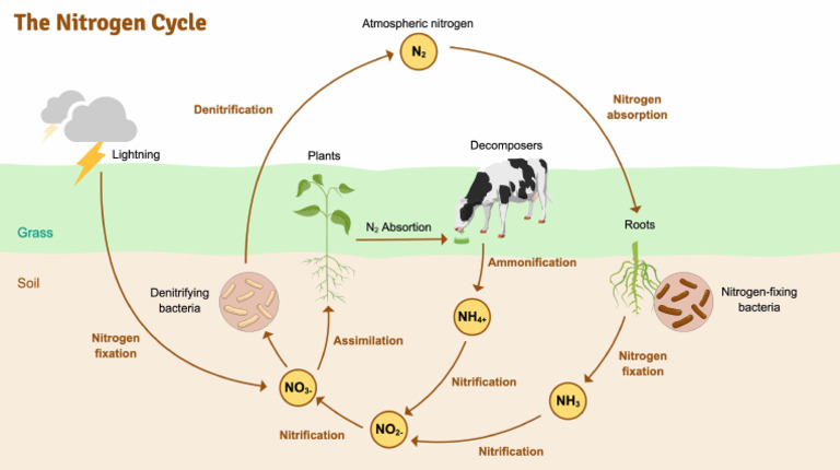 The Nitrogen Cycle Graphical Abstract PDF | PDF
