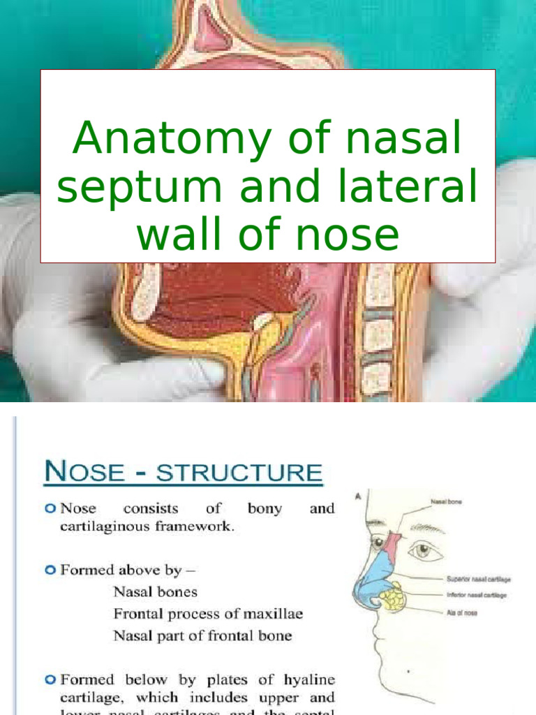 Anatomy of Nose | PDF