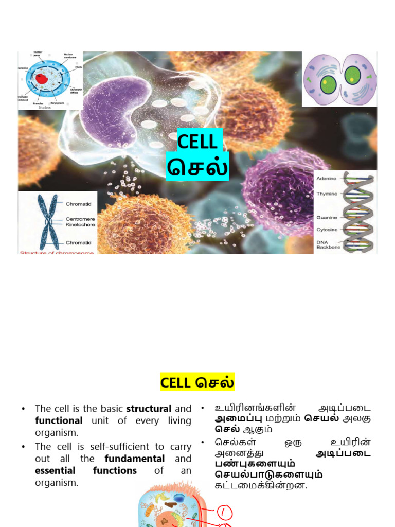 Cell As A Basic Unit of Life | PDF