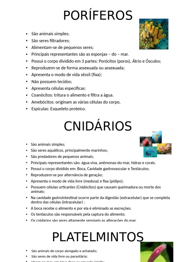 Reino Animal - Invertebrados. | PDF | Insetos | Zoologia