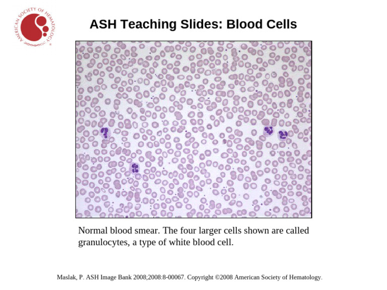 Normal Blood Smear (1) | PDF