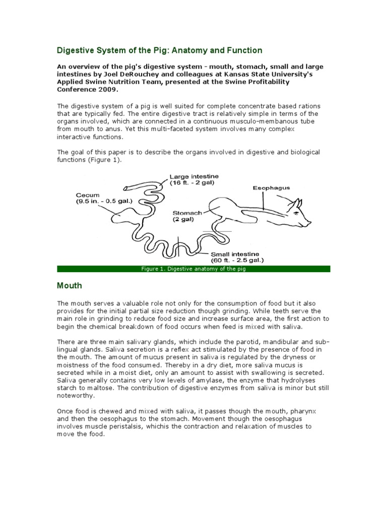 Pig Digestive System-Digestive System of The Pig | PDF | Stomach ...