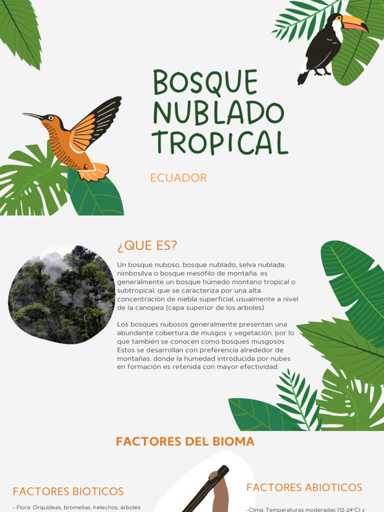 Bosque Nublado Tropical PDF | PDF | Biogeografia | Entorno natural