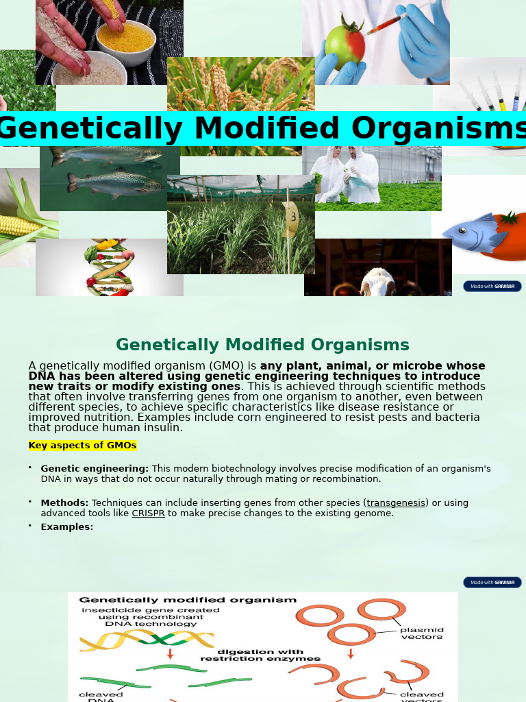 Understanding Genetically Modified Organisms | PDF | Genetically ...