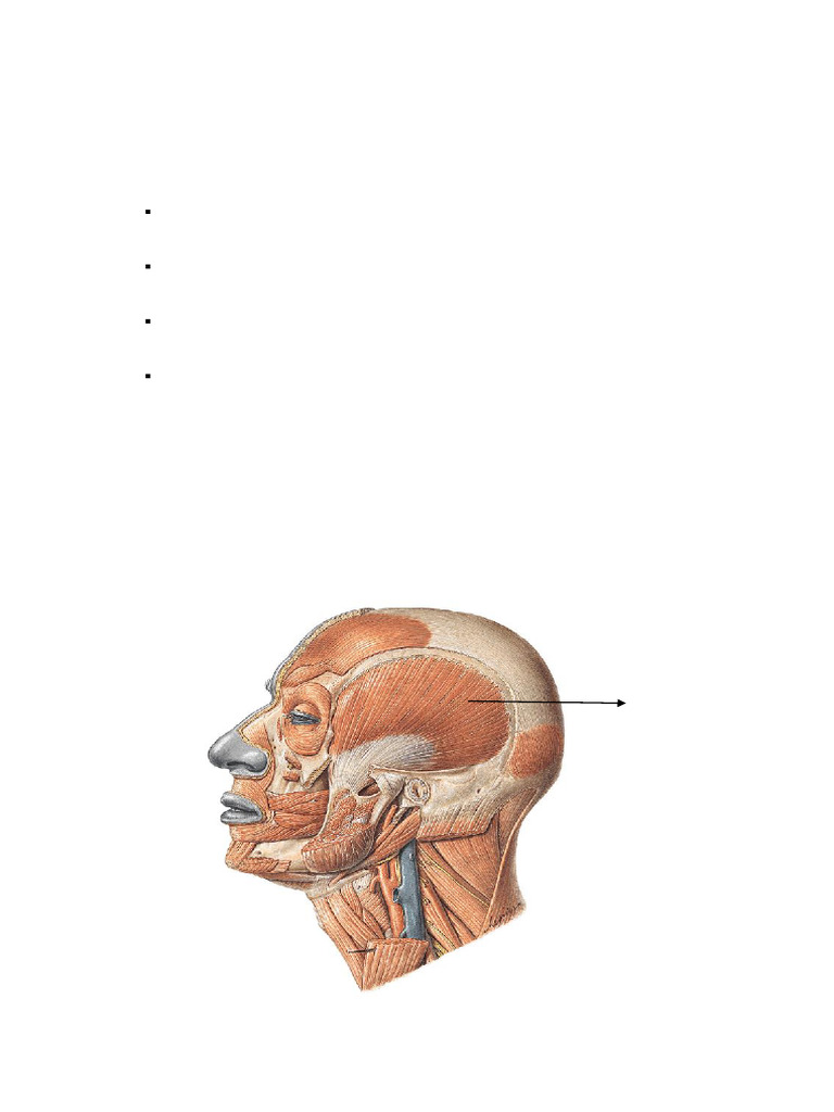 musculos Supra, Infra y masticacion | PDF | Laringe | Sistema ...