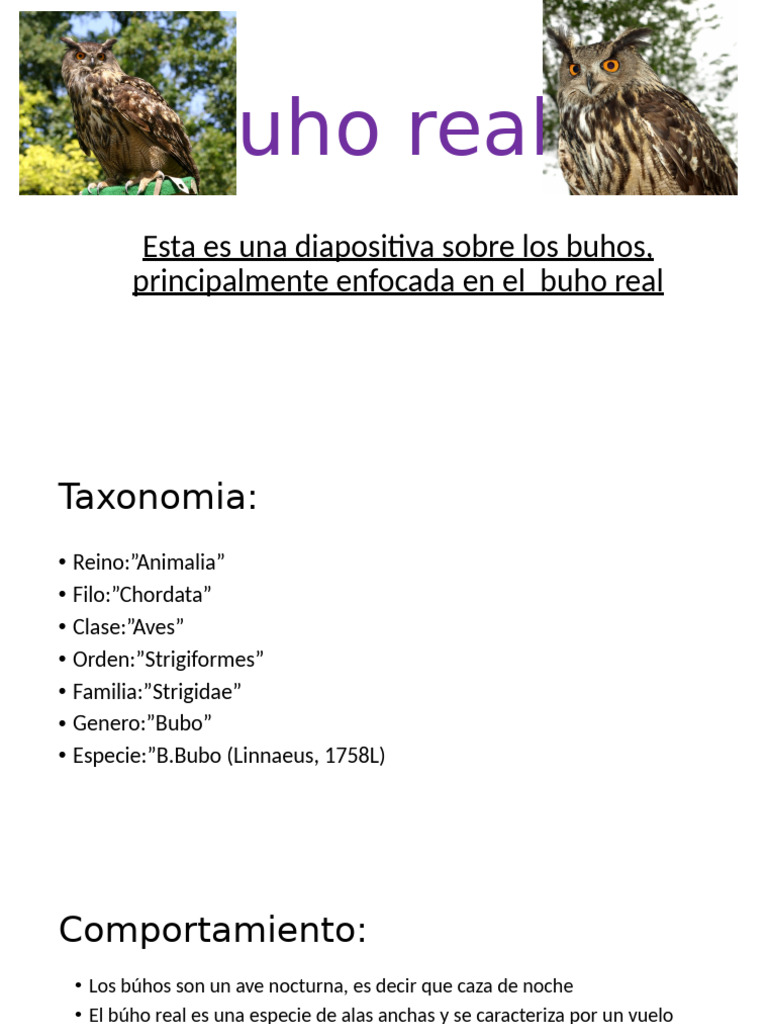 Buhos | PDF | Búho | Aves