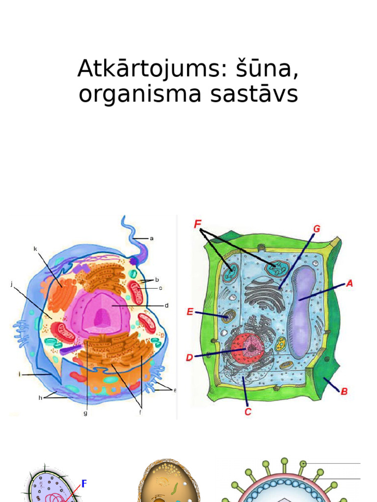Suna Atteli | PDF
