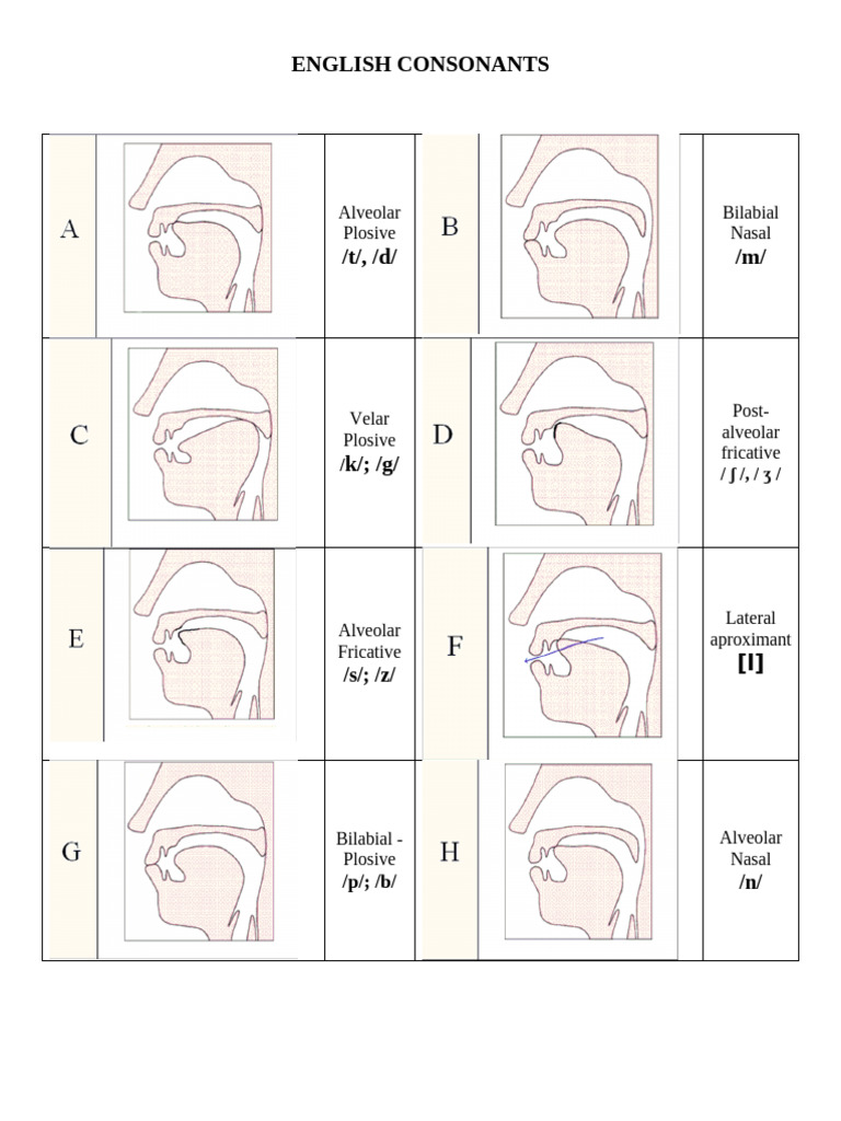 M3 - English Consonants Exercises | PDF