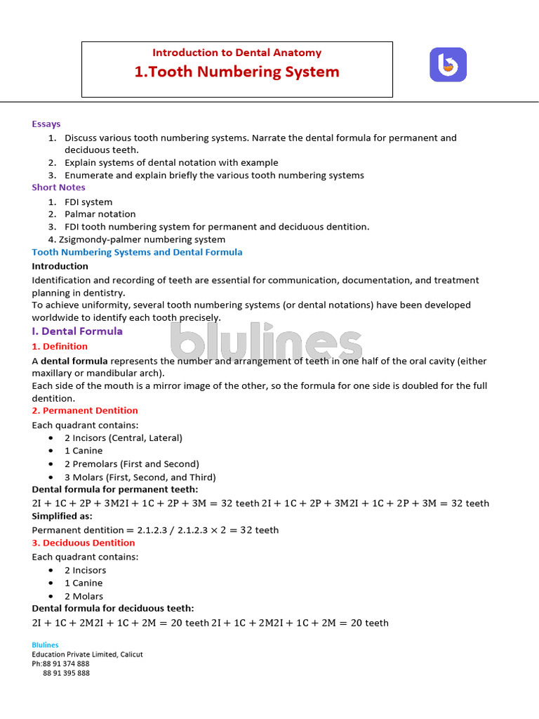 Tooth Numbering Systems Explained | PDF | Tooth | Dental Anatomy
