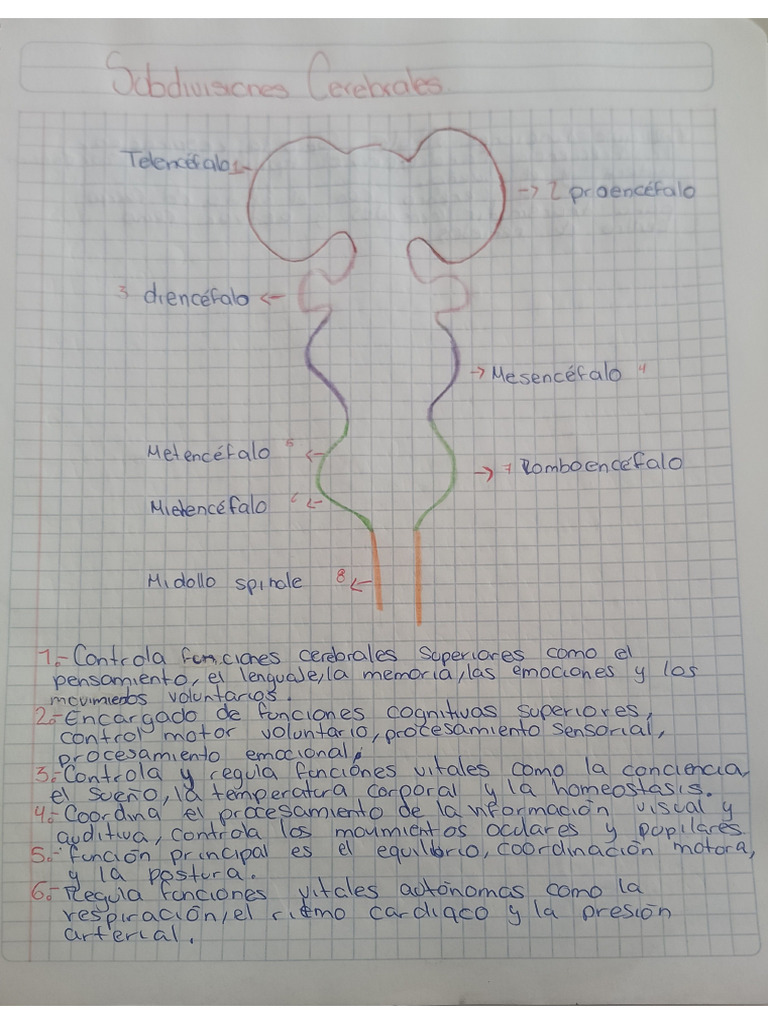 esquema subdivisiones cerebrales | PDF