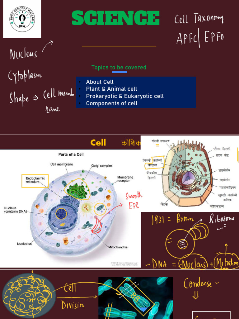 Cell Taxonomy II PDF | PDF