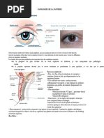Anatomie des Muscles de la Face | PDF | Lèvre | Anatomie