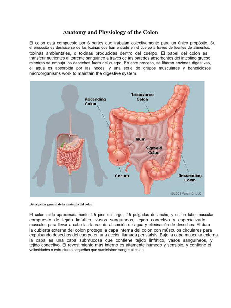 Anatomía y Fisiología Del Colon | PDF | Intestino grueso | Tracto ...