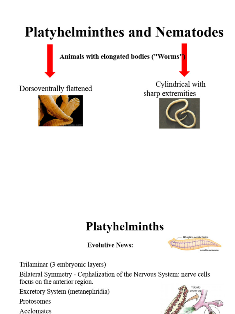 Platyhelminths and Nemathelminths | PDF