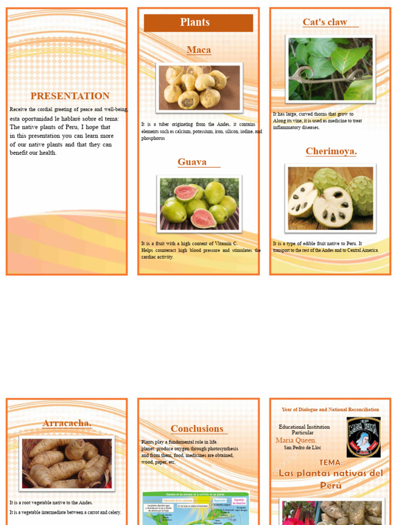 Native Peruvian Plants and Their Benefits | PDF | Foods | Plants
