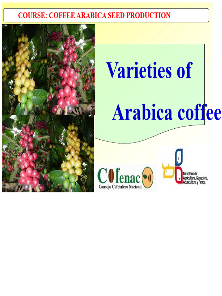 Varieties of Arabica Coffee | PDF | Plants | Coffee