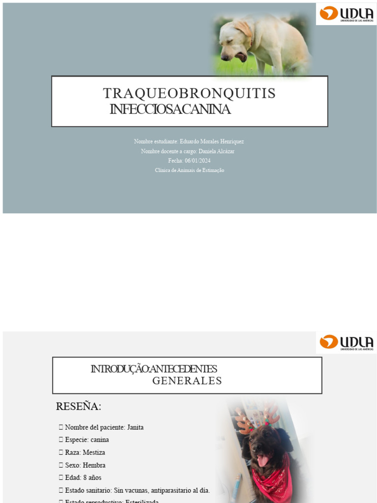 Traqueobronquite Infecciosa Canina: Diagnóstico e Tratamento | PDF ...