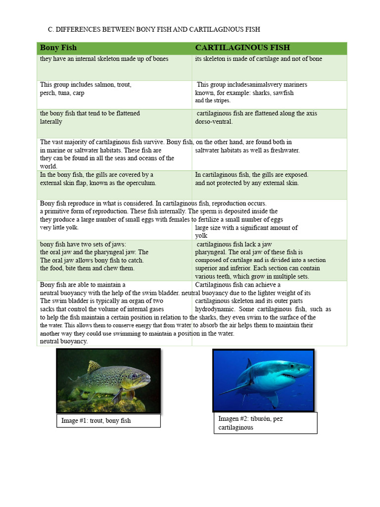 Bony vs. Cartilaginous Fish Differences | PDF | Fish | Vertebrates