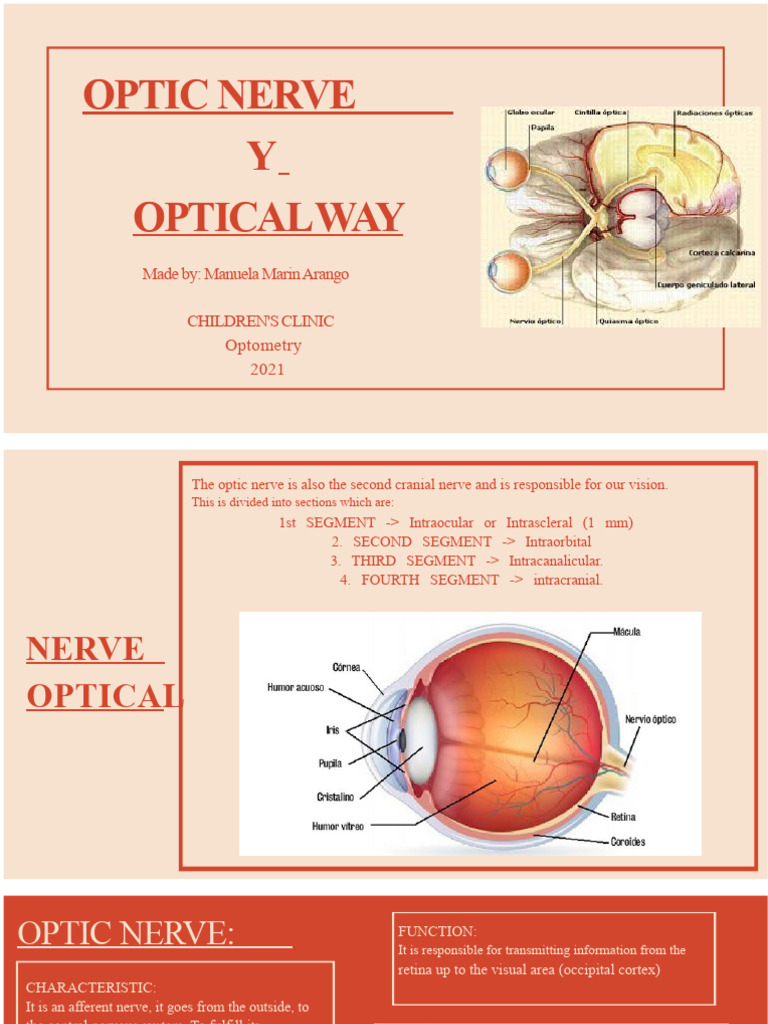Exhibition on the Optic Nerve and Visual Pathway (Children's Clinic) | PDF