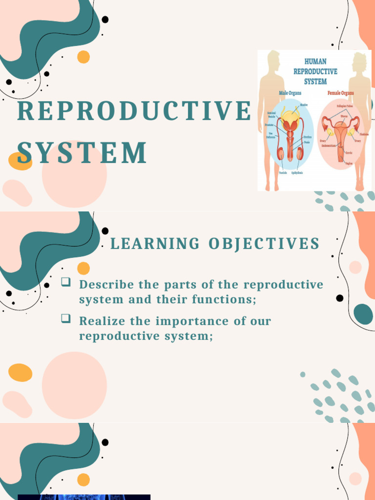 Overview of Human Reproductive System | PDF