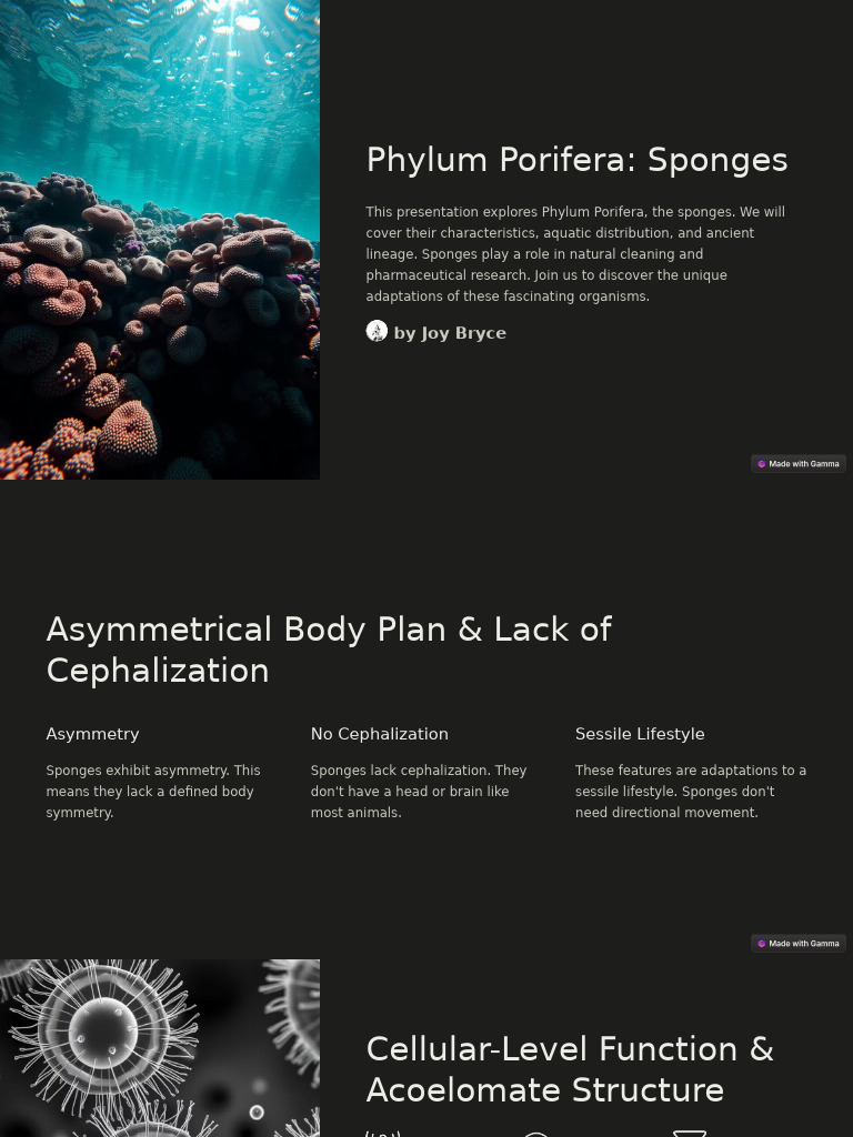 Phylum Porifera Sponges | PDF | Sponge | Biology