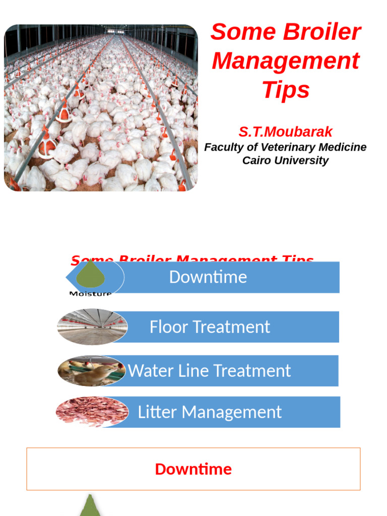 Essential Broiler Management Tips | PDF | Chemical Substances ...