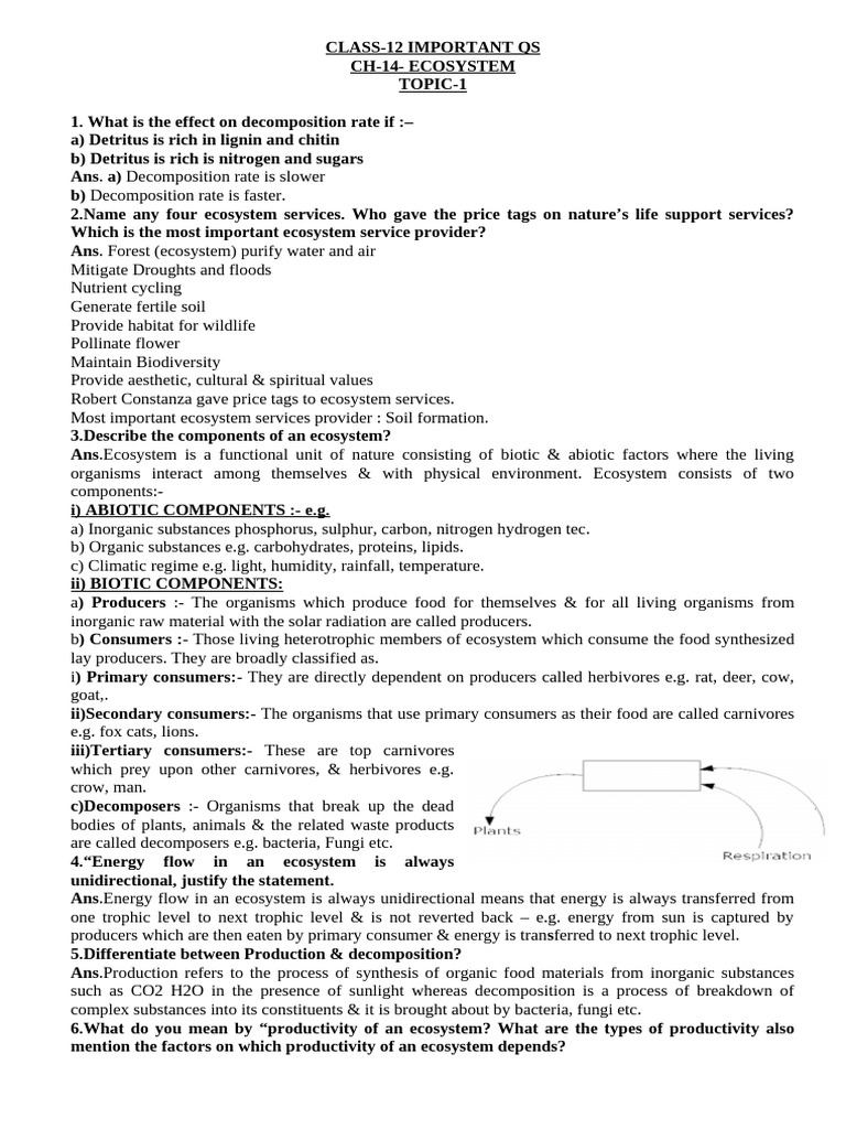 Class 12 Ecosystem Concepts and Processes | PDF | Ecosystem | Food Web