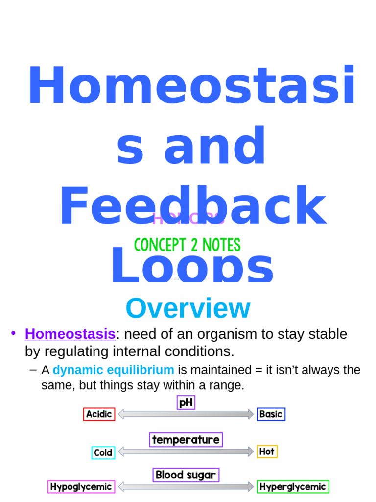 Homeostasis and Feedback Loops - Alline | PDF | Homeostasis | Endocrine ...