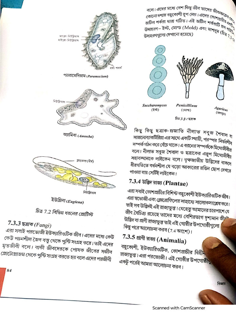 New Doc 12-08-2025 19.10.26 (1) Animalia Kingdom | PDF