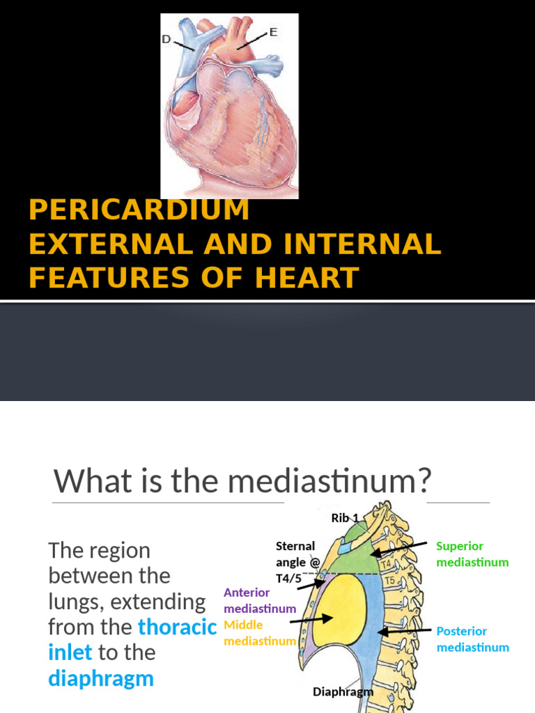 Pericardium and Heart Anatomy Overview | PDF | Heart | Atrium (Heart)